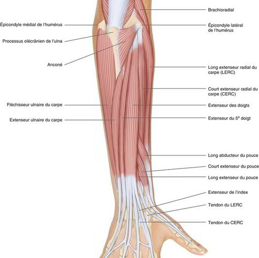 Tennis elbow / épicondylite : l’efficacité de l’Ostéopathie dans la ...
