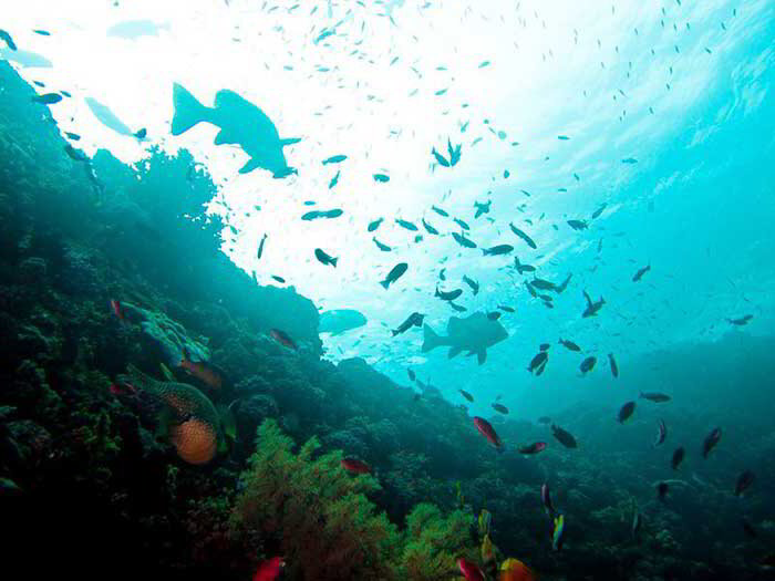 Scuba Diving at Verde Island | BADLADZ Resort