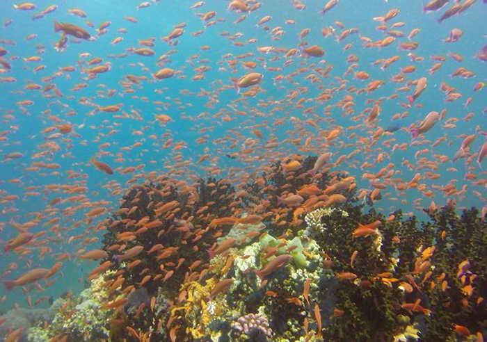Scuba Diving at Verde Island | BADLADZ Resort