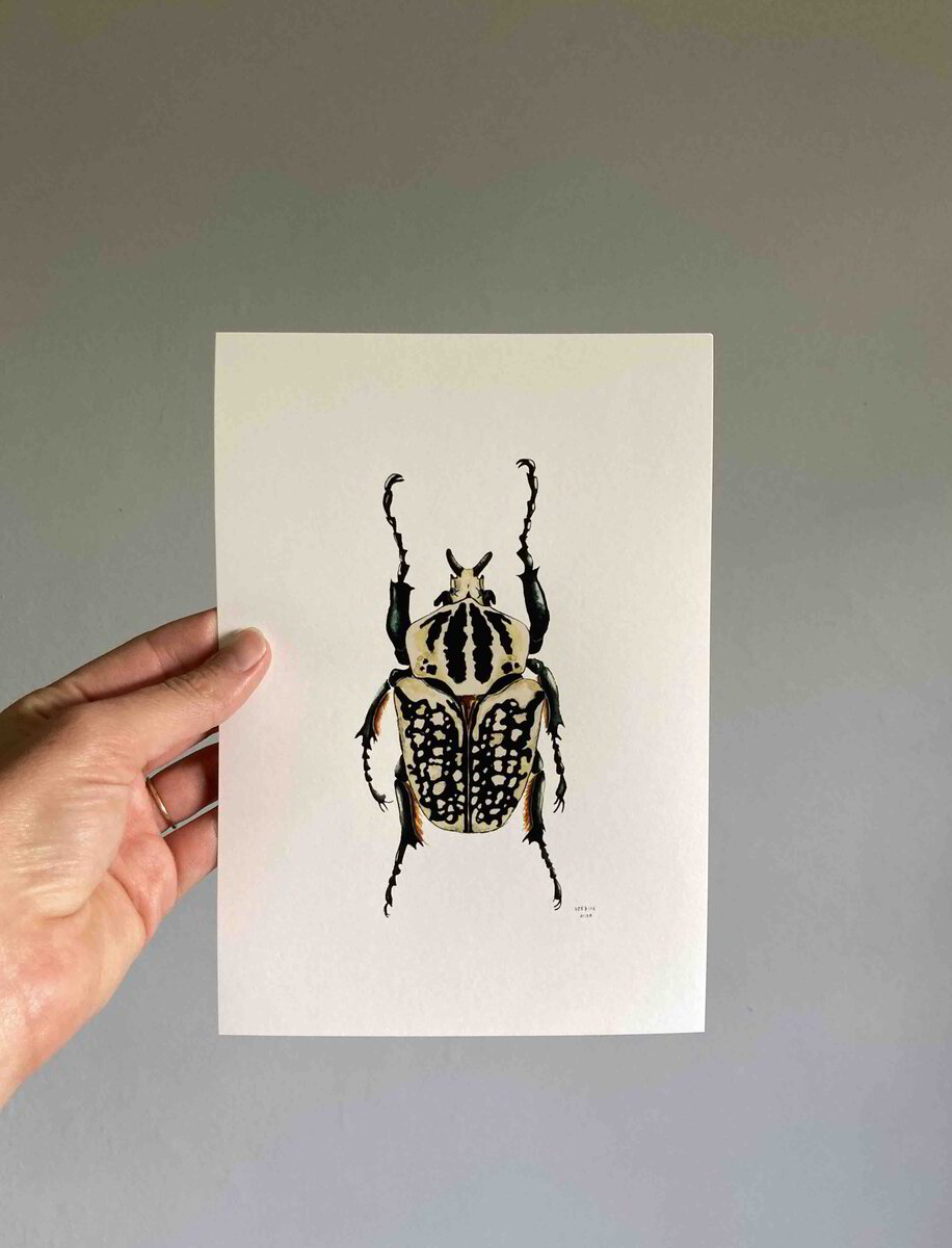 Goliath Bug Print