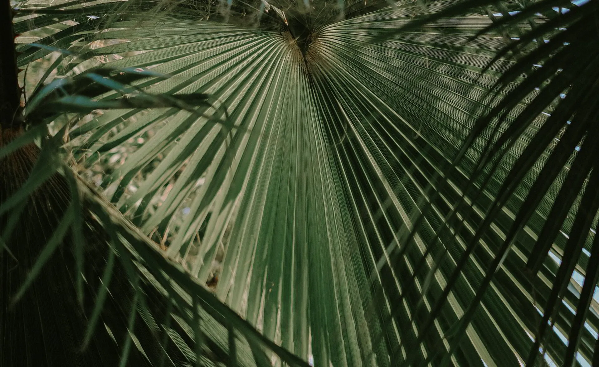 Plant Range - Advanced Palms Australia