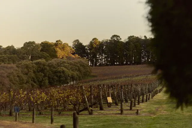 The Dining Room Red Hill - Mornington Peninsula Wineries