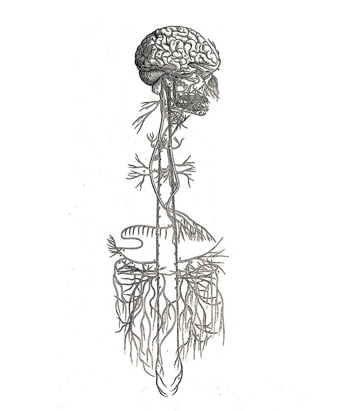 Understanding the Role of the Vagus Nerve in Your Body