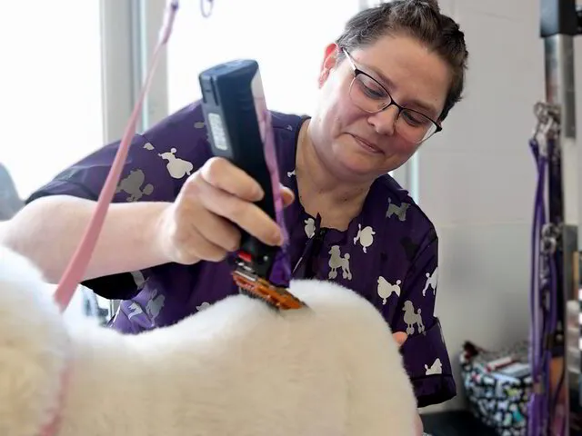 Dog Grooming Helena Mt