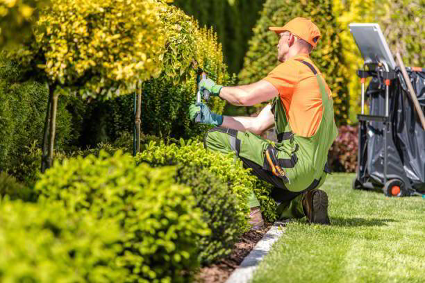 Highland Tree Care | San Diego County
