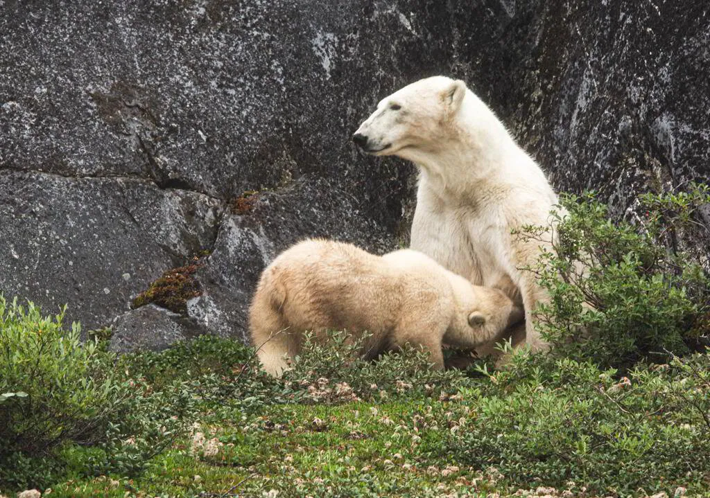 Resumen y blog Expedición belugas y osos polares.