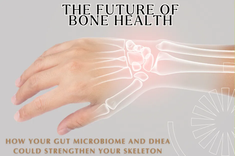 The Future of Bone Health: How Your Gut Microbiome and DHEA Could ...