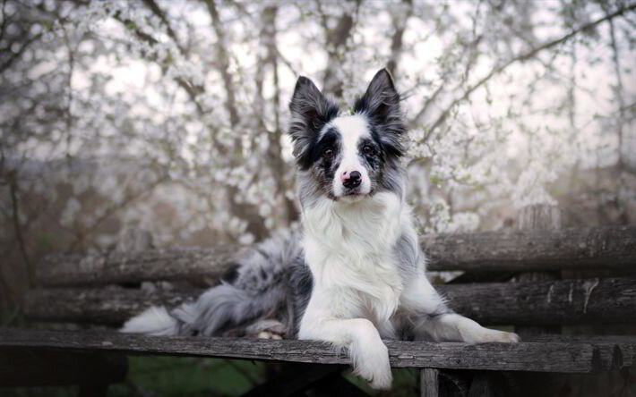 Border Collie Border Collie Blue merle Perros Border