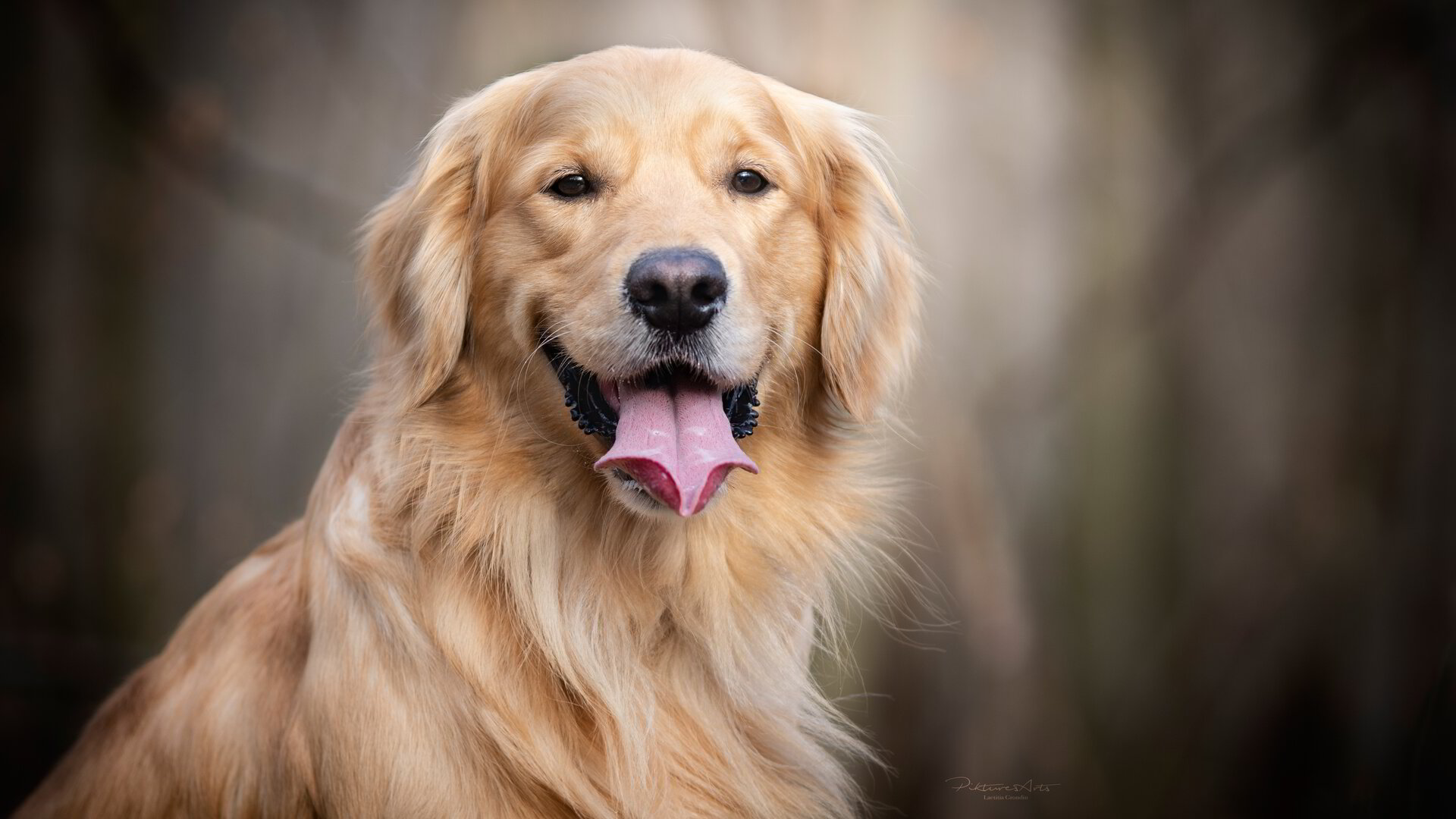 Golden Retriever Cachorros golden retriever Golden Retriever en Colombia