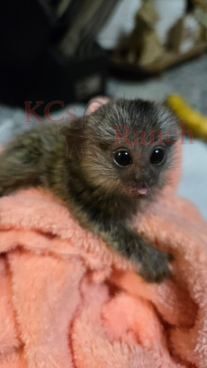 Marmoset Monkeys For Sale