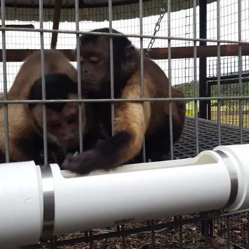 Large Primate PVC Feed Trough