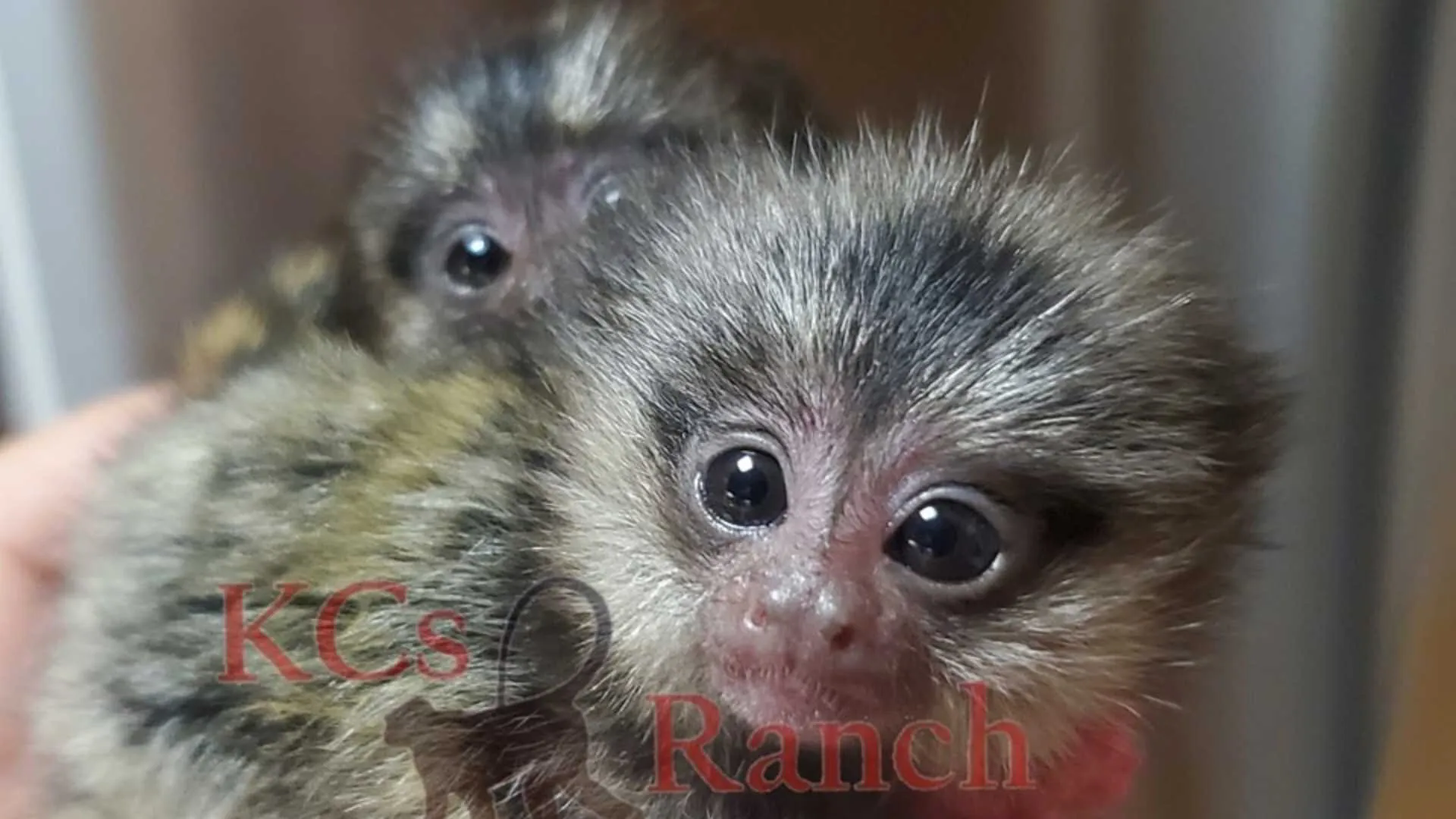 Pet Marmoset Finger Monkey Care Guide - KC's Ranch