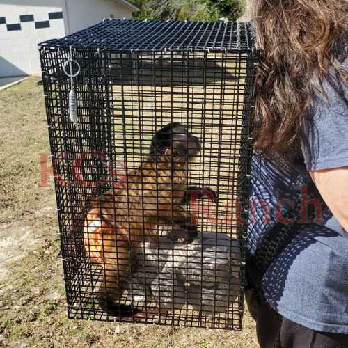 Primate Backpack Carrier