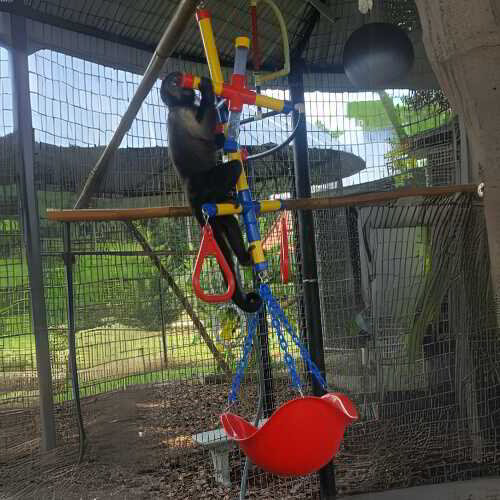 Primate Jungle Swing