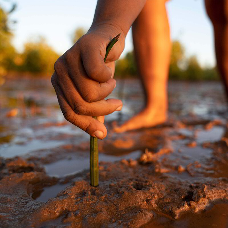 Eco business solution to data capture from The Billion Trees Project