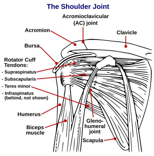 Shoulder Pain | Reviv