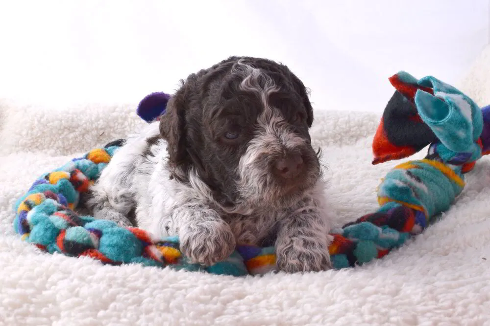 Fino Lagotto Fine Dogs for Fine Homes Lagotto puppies for sale