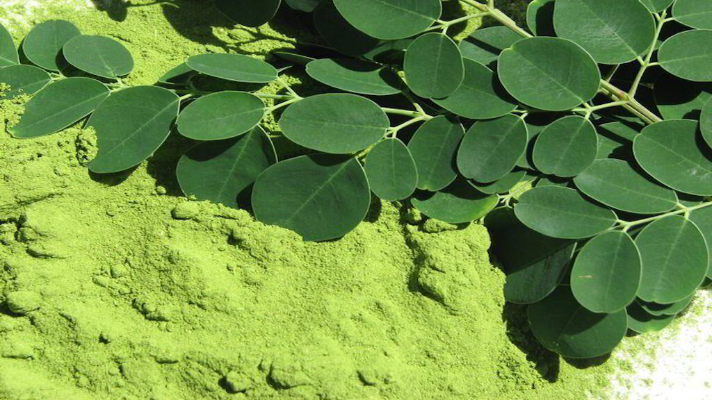 What Is Moringa and Why You Need It Now