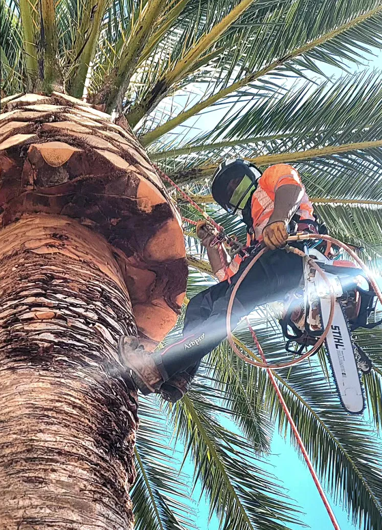 Highland Tree Care | San Diego County