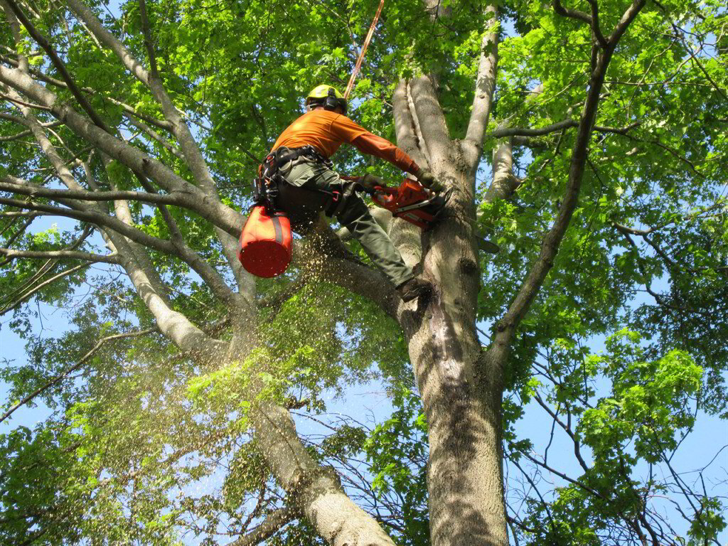 Highland Tree Care | San Diego County
