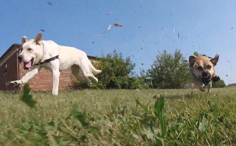 Dogs Chasing Moving Objects