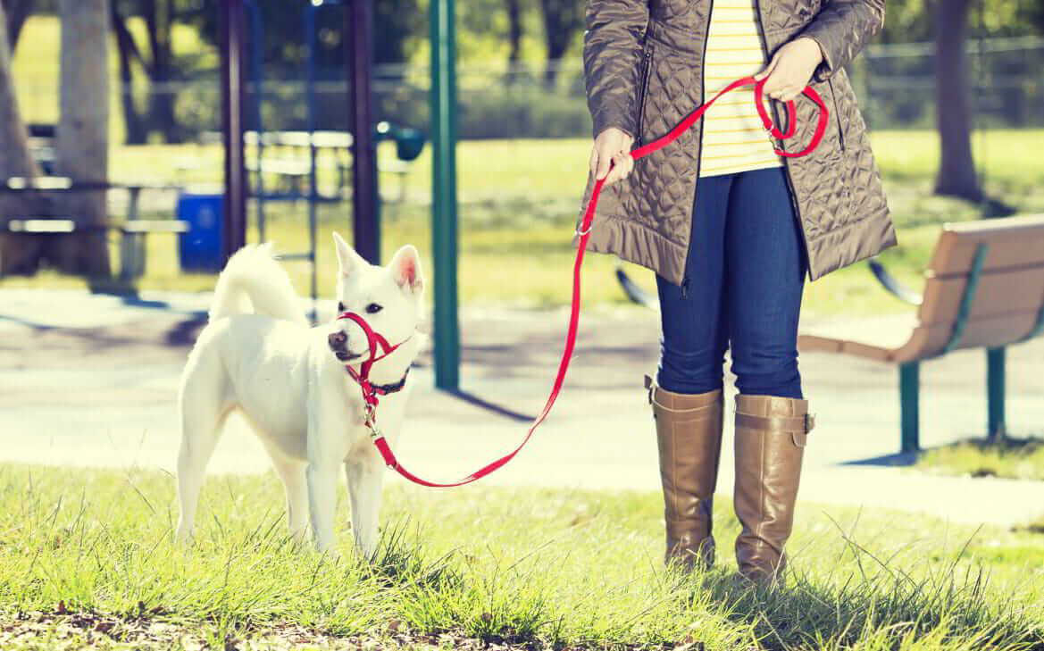 What Does The Law Say About Controlling Dogs?