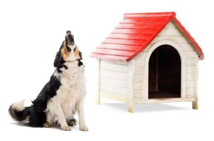 What Does The Law Say About Controlling Dogs?