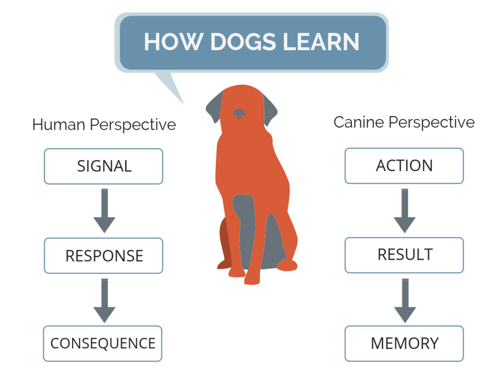 Why Rules And Boundaries Should Be Enforced By Dog Owners