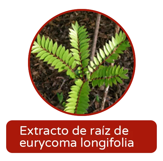 EroXcel - Texto Presentación