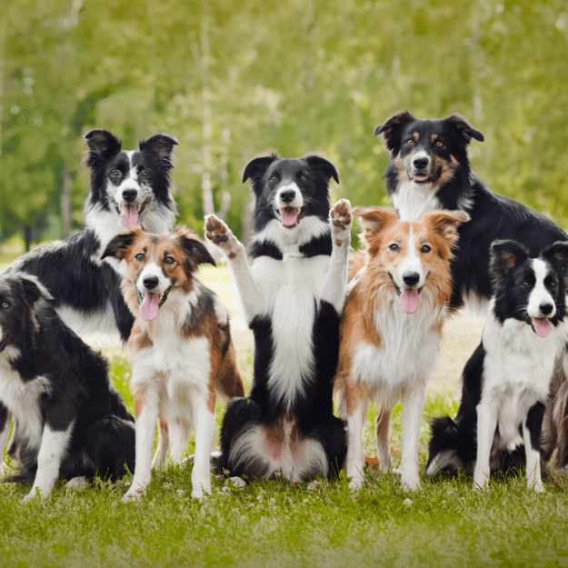 Dog Training | Foxy Roxys | Pet Boarding Service in Austin, TX