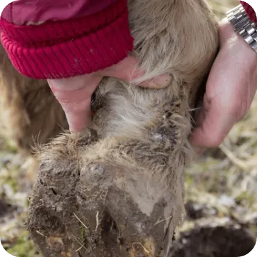 Mud Fever Treatment for Horses | Natural Equine Skin Healing