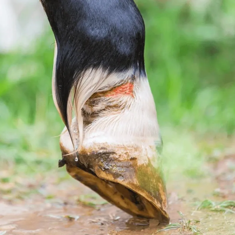 Equi-Phage | Natural Equine Wound Treatment & Horse Skin Care Gel