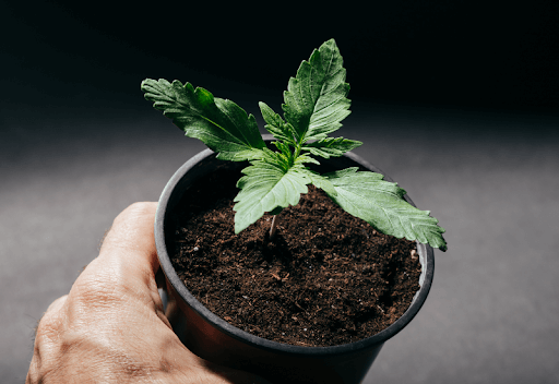 Weed Growing for Beginners: Do It Yourself at Home!