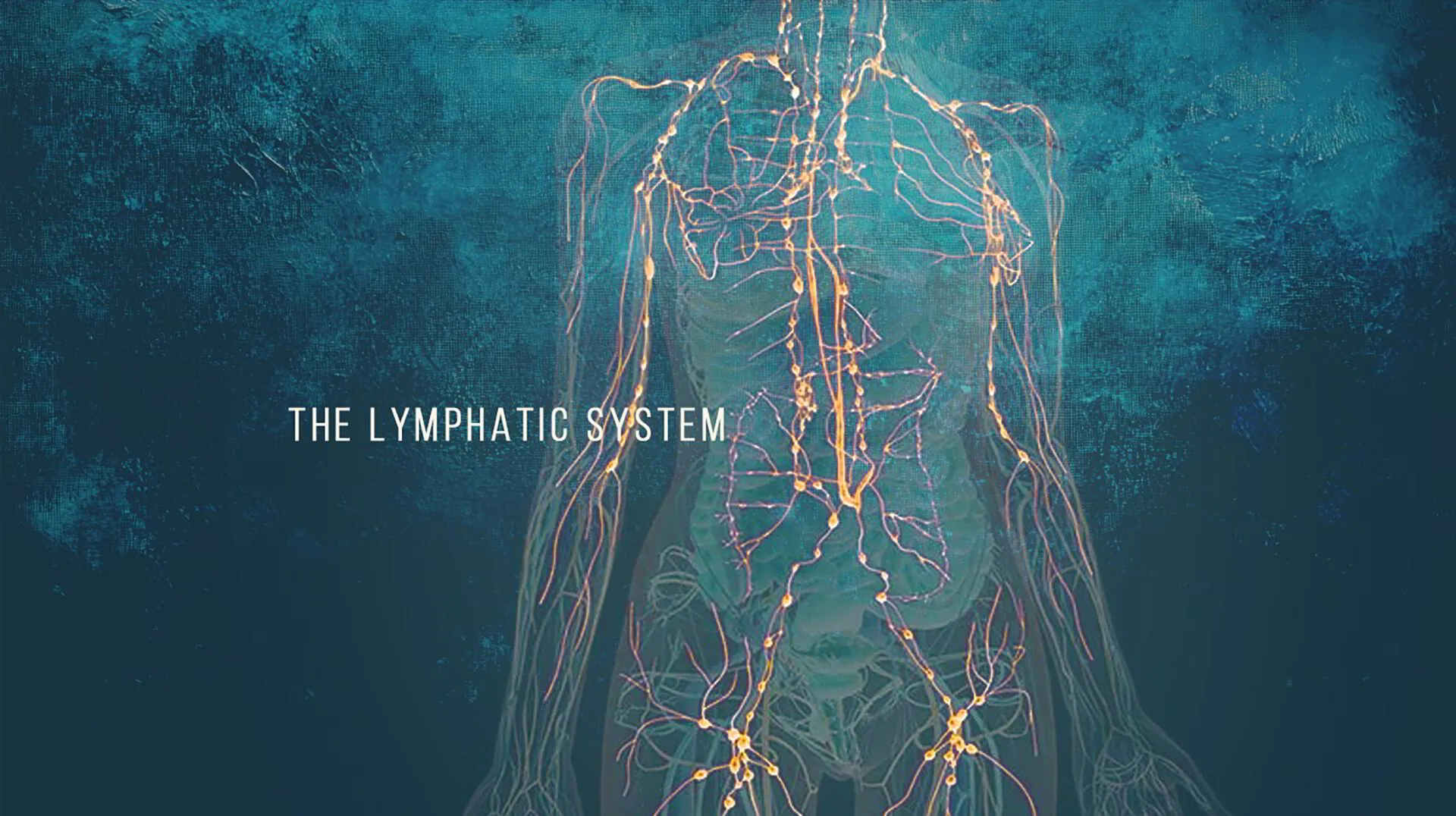 The Vital Connection: Your Lymphatic & Circulatory Systems