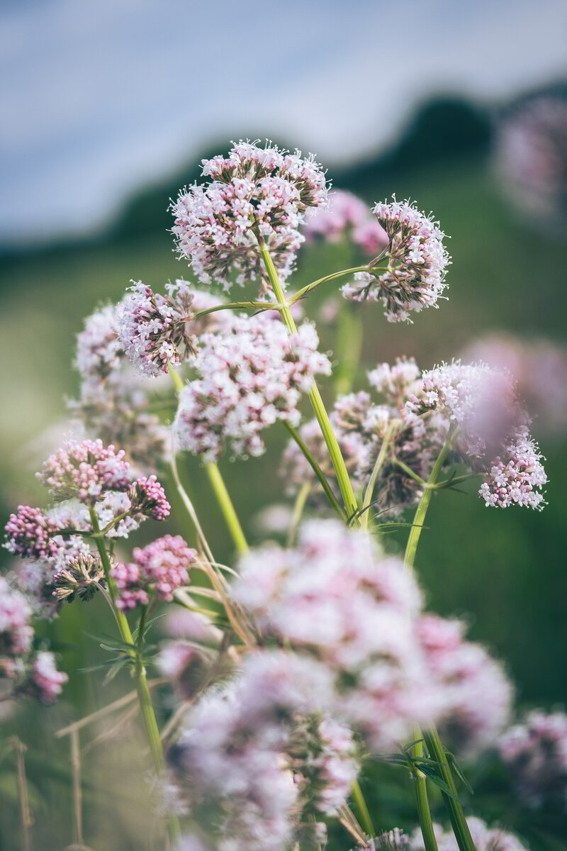 Valeriana officinalis – Echte valeriaan