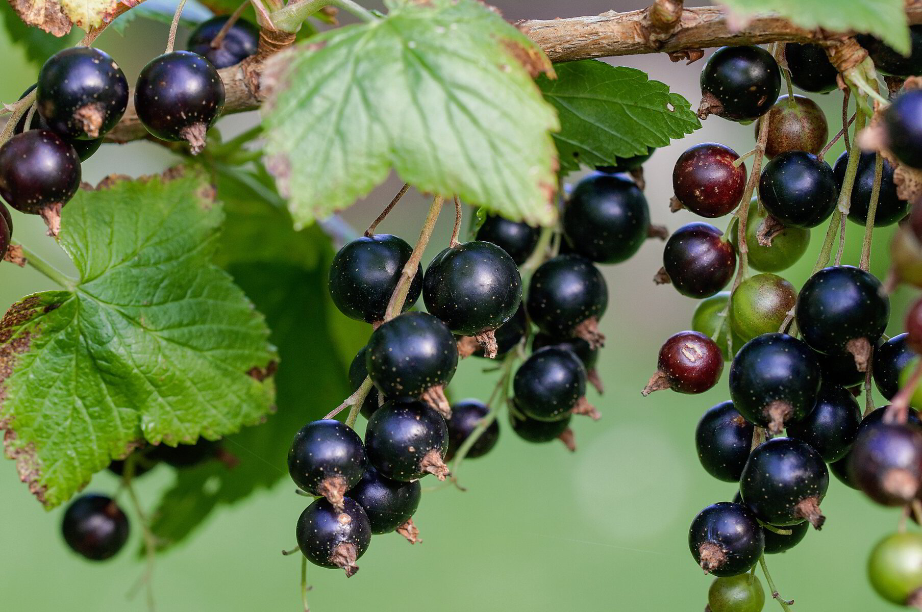 Ribes nigrum – Zwarte bes