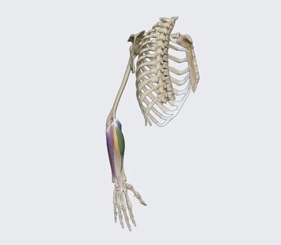 Golfalbue (Medial Epicondylitis): Symptomer, behandling og forebyggelse