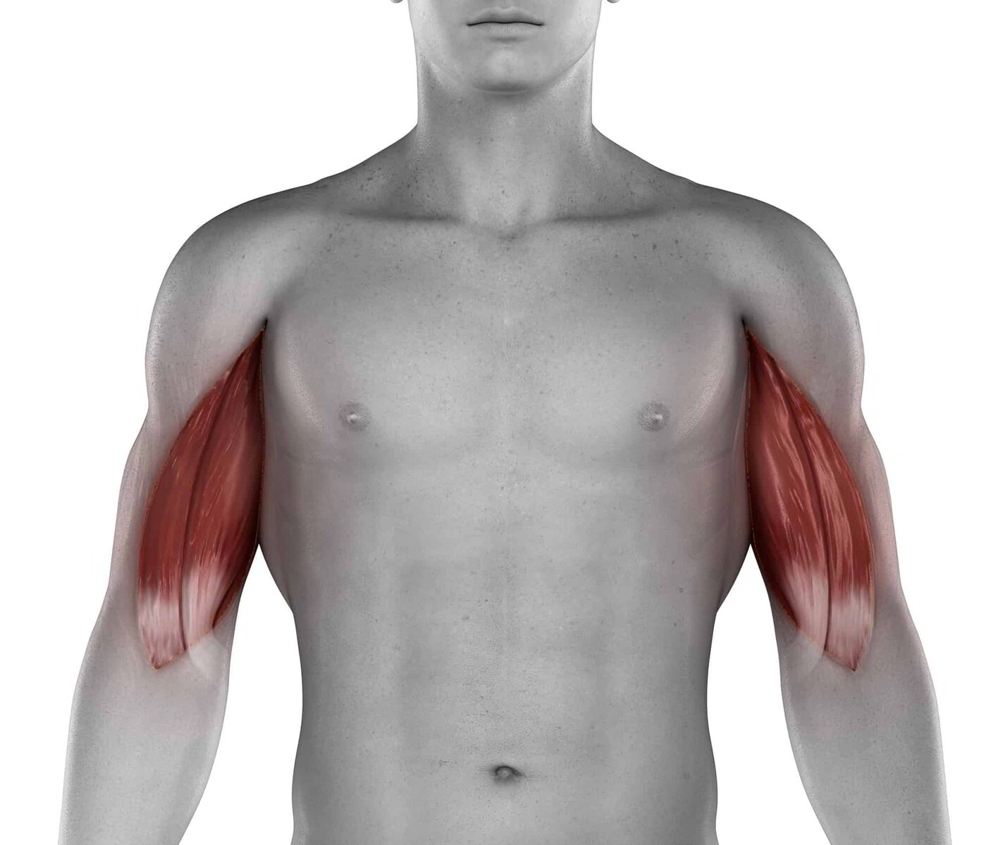 Bicepssene Ruptur: Symptomer, behandling og forebyggelse