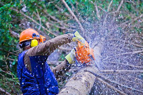 Tree Cutting, Trim in Penang, Perlis, Kedah, Perak | Potong Pokok 砍树
