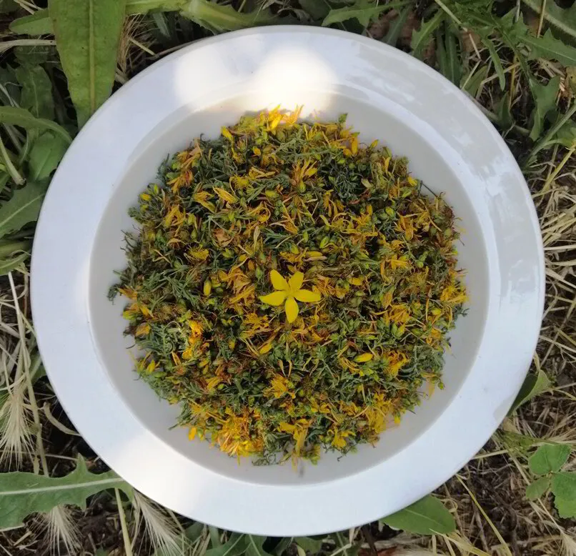 απο το ΣΠΑΘΟΧΟΡΤΟ (Hypericum) στο ΒΑΛΣΑΜΕΛΑΙΟ: Αναγνώριση, Συλλογή ...