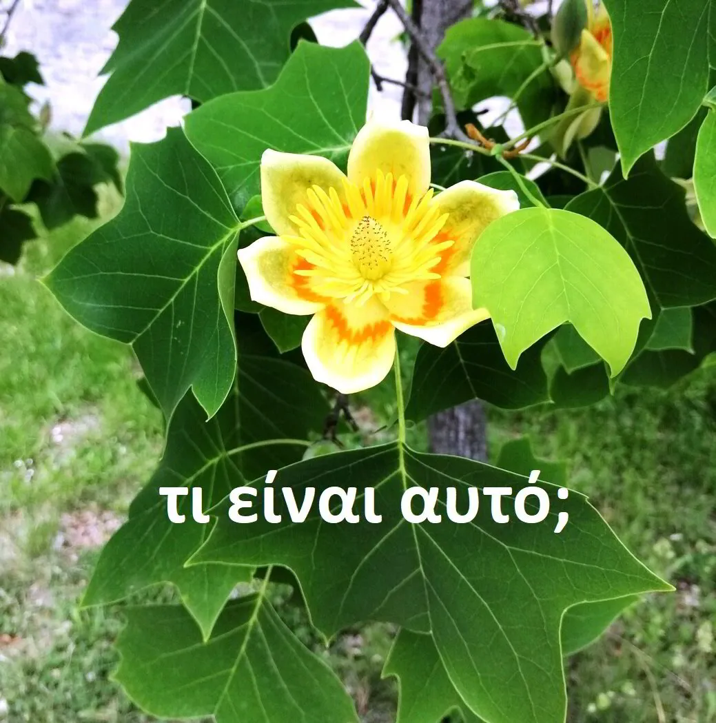ΑΝΑΓΝΩΡΙΖΩ κ ΤΑΥΤΟΠΟΙΩ ΒΟΤΑΝΑ, ΦΥΤΑ, ΔΕΝΤΡΑ με το PlantNet. Δωρεάν ...