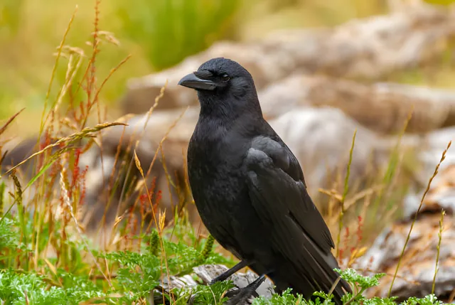 Professional Crow Removal Services in America | Amco Pest Solutions