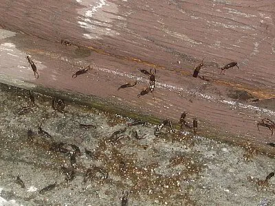 Earwig Behavior, Risks & Prevention Tips | Amco Pest Library