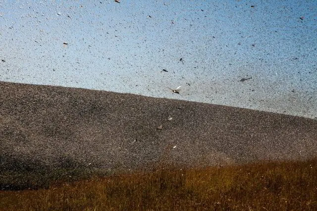 Locusts: Understanding Their Behavior, Risks, and Control Methods ...