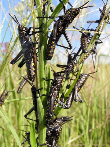 Locusts: Understanding Their Behavior, Risks, and Control Methods ...