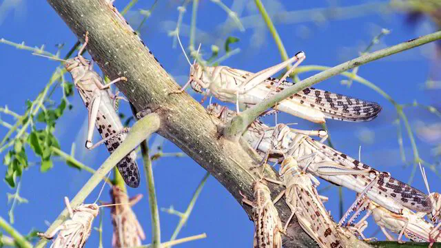 Locusts: Understanding Their Behavior, Risks, and Control Methods ...