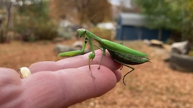 Praying Mantises: Ecology, Diversity, Pest Management