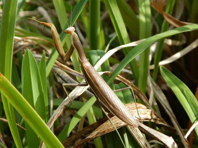 Praying Mantises: Ecology, Diversity, Pest Management