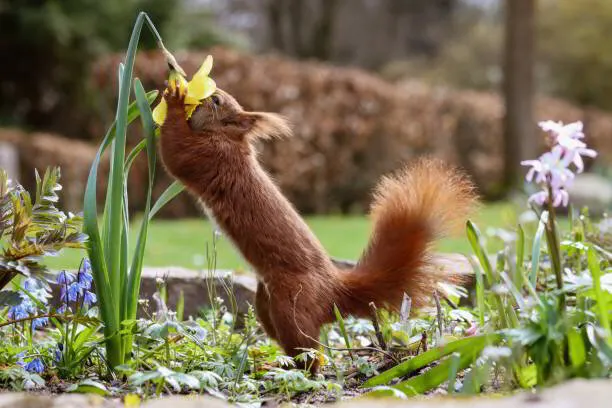 Understanding Red Squirrels: Habitats and Management | Amco Pest Library