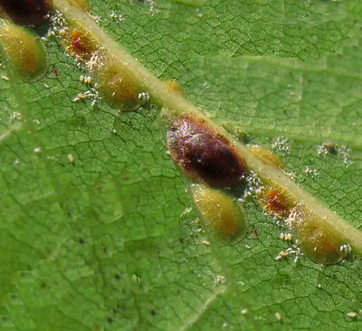 Scale Insects: Spotting and Managing Infestations | Amco Pest Library